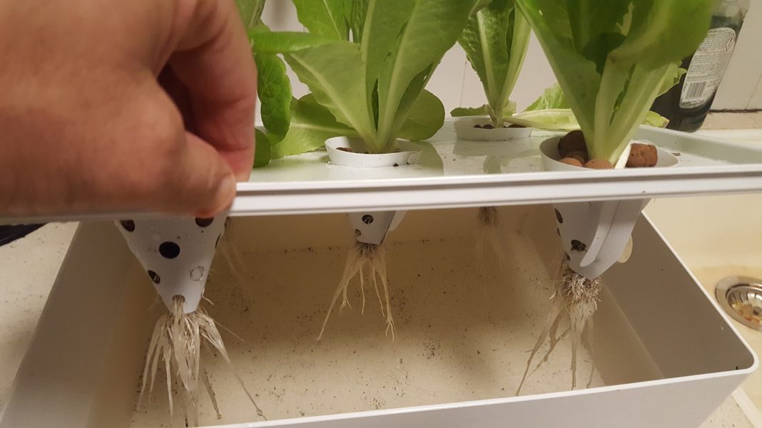 Hydroponics 101: A Beginner's Guide to Soil-less Gardening - Hydroponics Zone