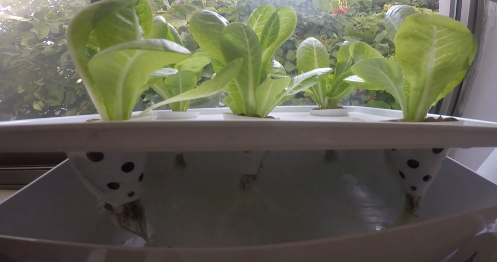 The Best Plants for Hydroponics - Hydroponics Zone