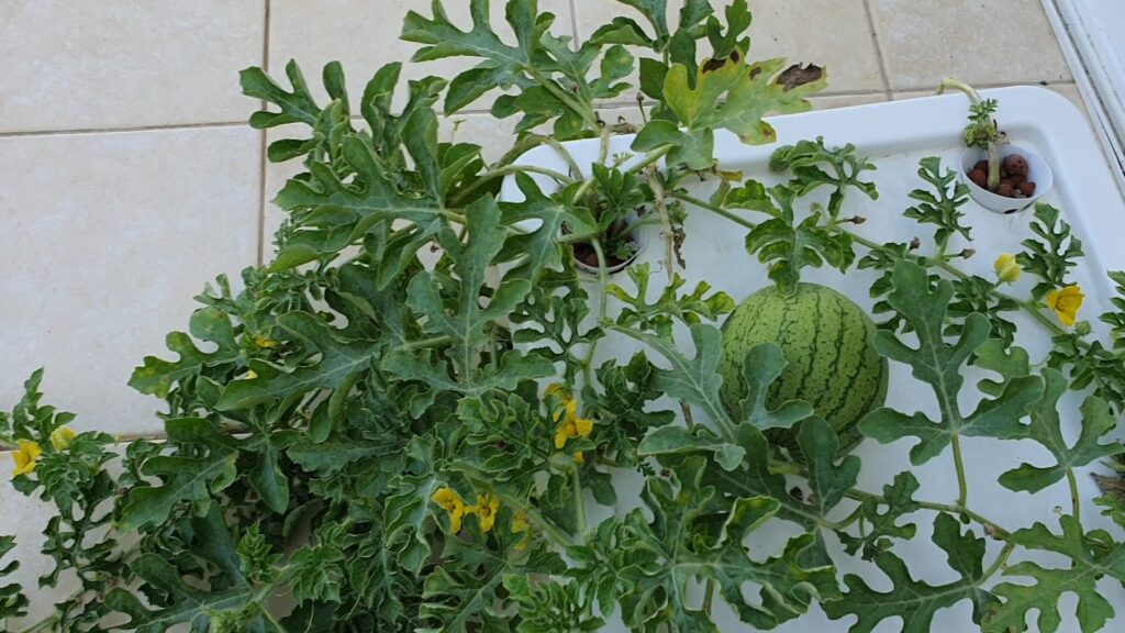 Soil vs. Hydroponic - Growing Watermelons - Hydroponics Zone